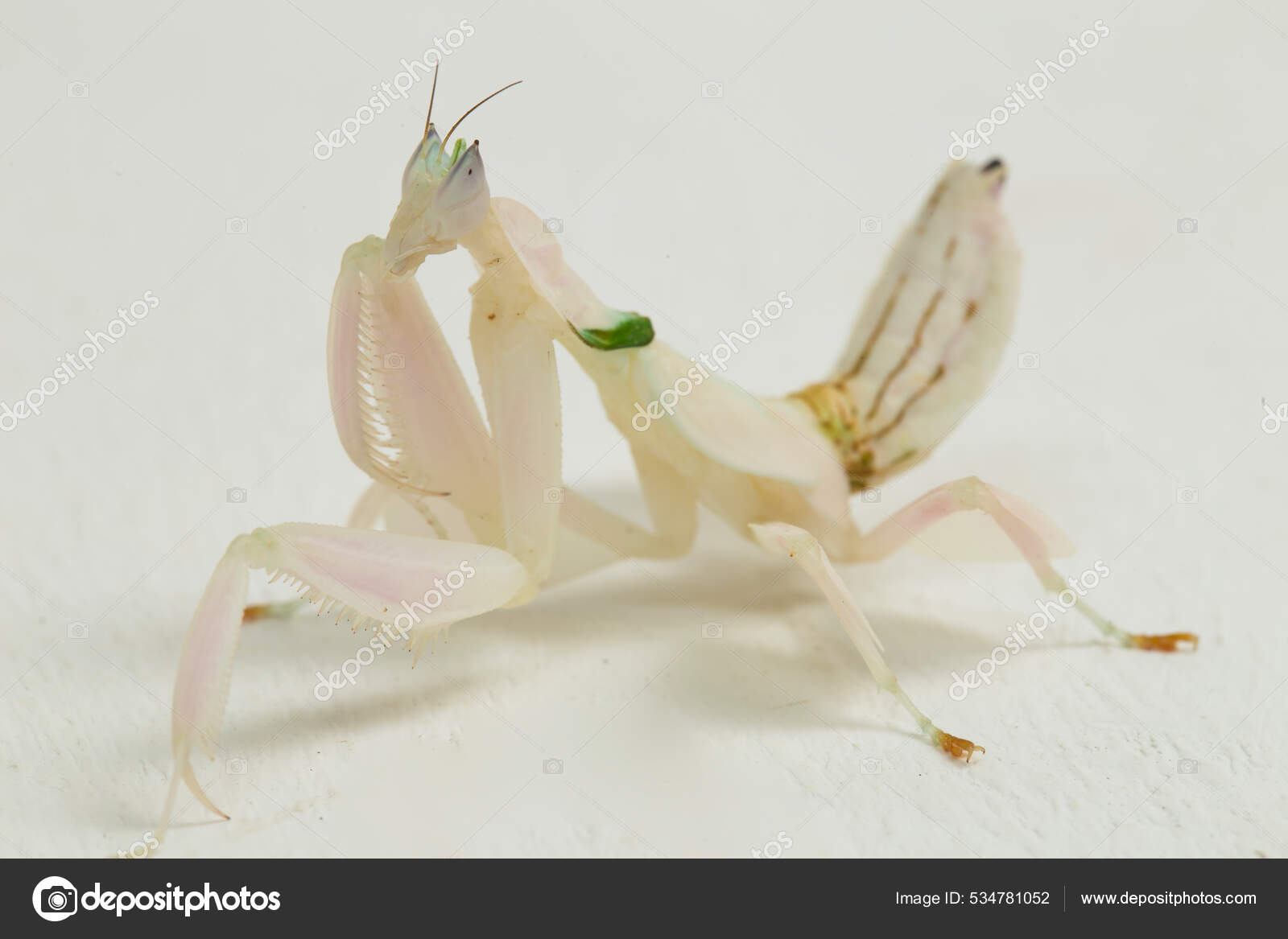 Orquídea Orante Mantis Hymenopus Coronatus Aislado Sobre Fondo Blanco ...