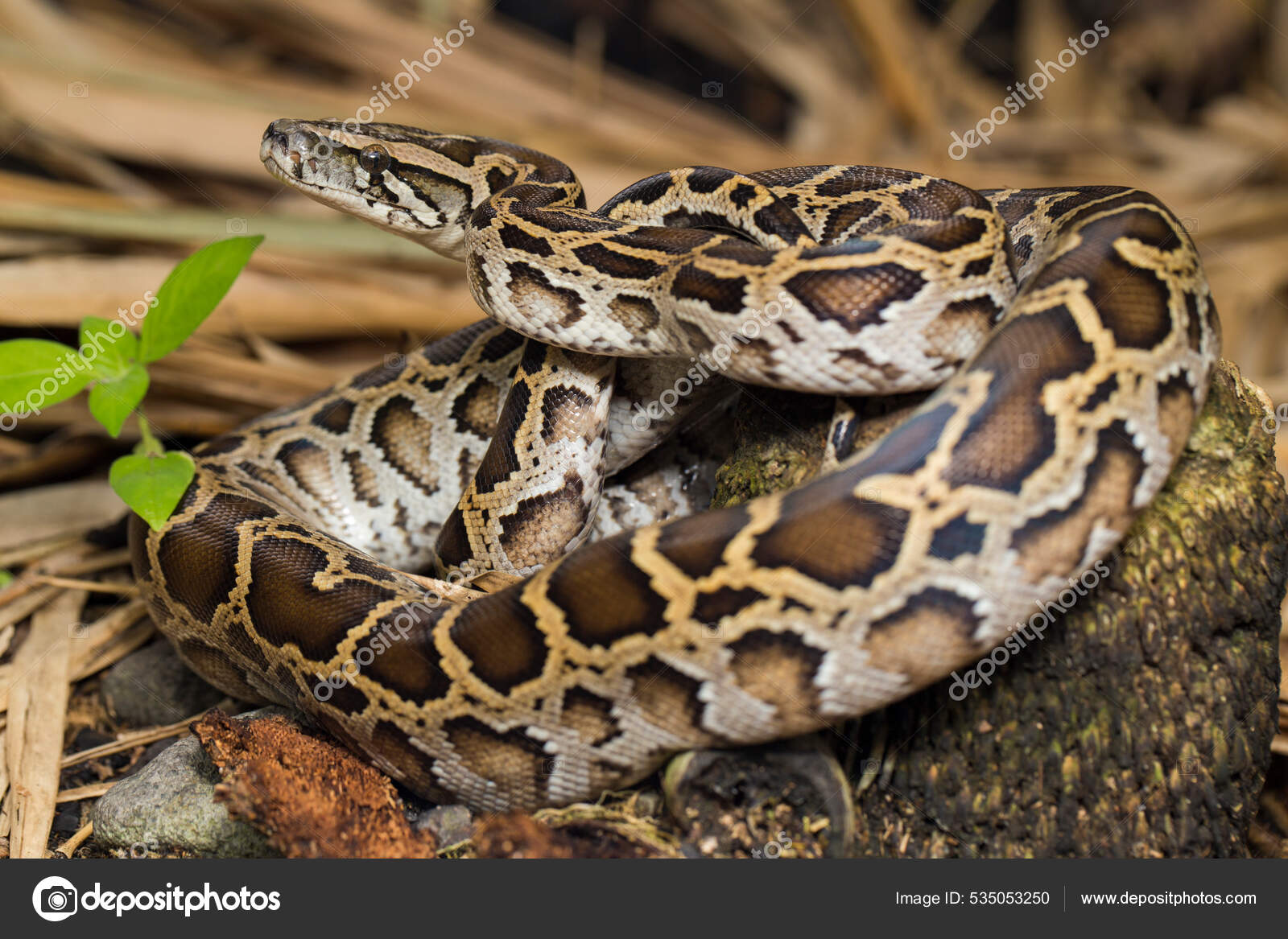 Snake Burmese Python Molurus Bivittatus Stock Photo by ©dwiputra18 ...