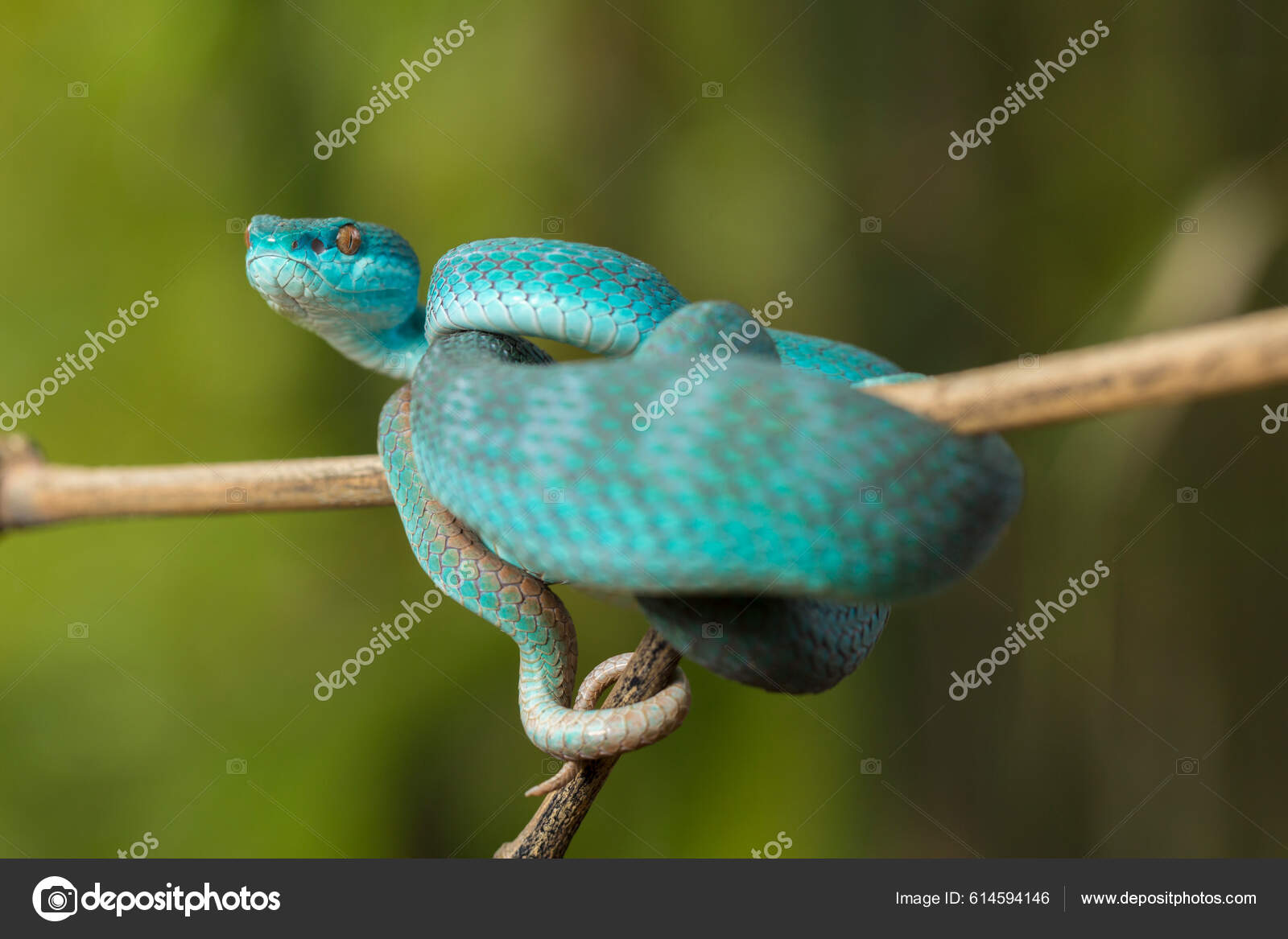Blue Insularis Snake Trimeresurus Insularis White Lipped Island Pit ...
