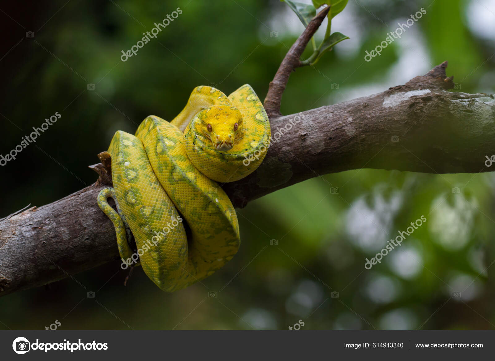 Grønne Træ Python Morelia Viridis Træ Gren Gul Farve Hud — Stock-foto ...