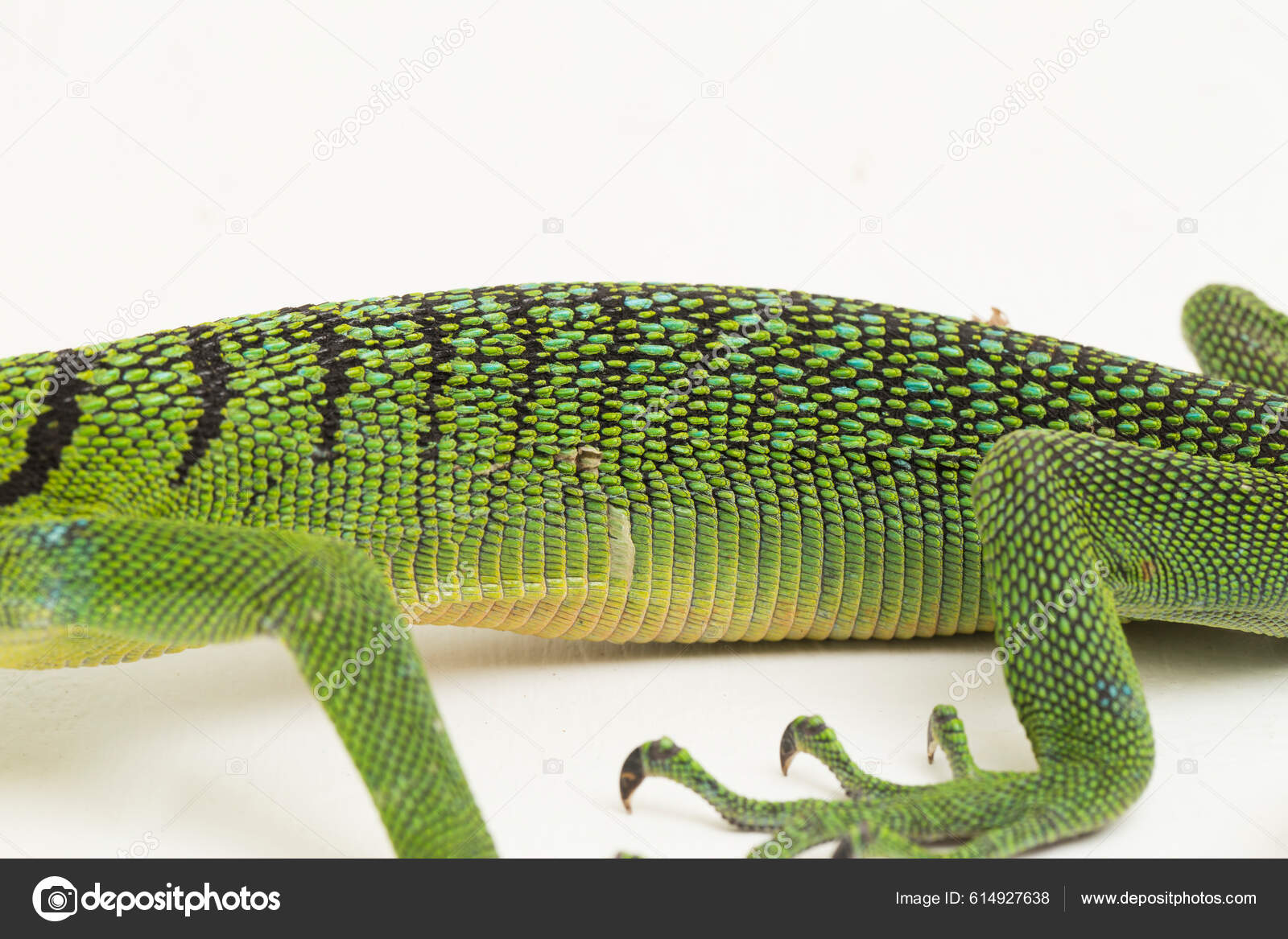 Emerald Green Tree Monitor Lizard Varanus Prasinus Isolated White ...