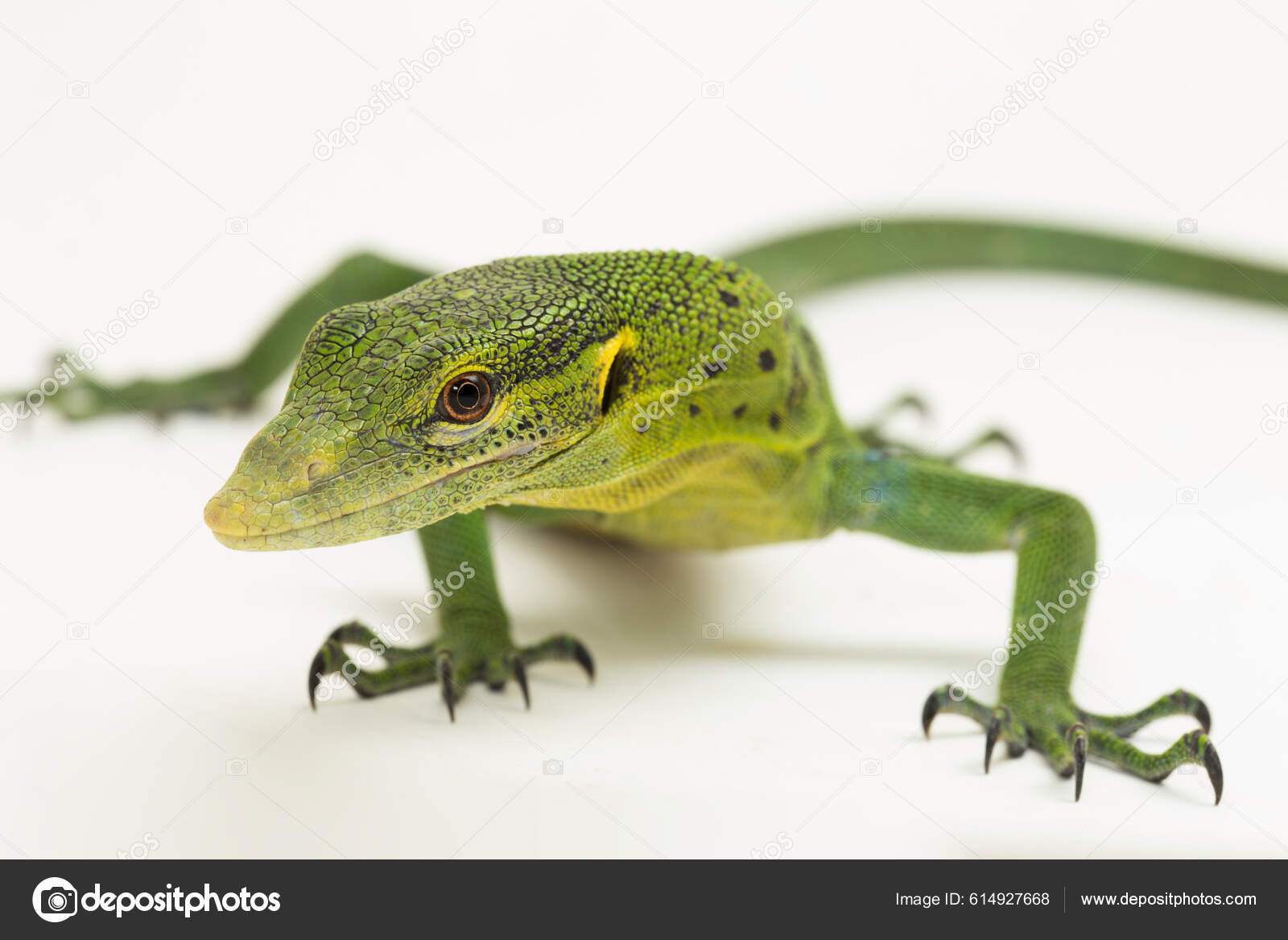 Emerald Green Tree Monitor Lizard Varanus Prasinus Isolated White ...