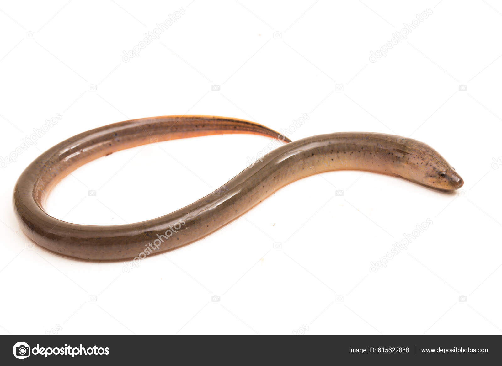 Asian Swamp Eel Monopterus Albus Isolated White Background Stock Photo ...
