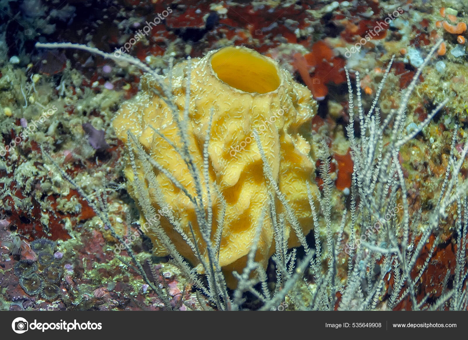 Yellow Sponge Coral