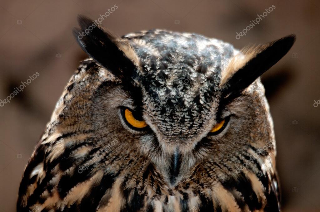 Owl portrait — Stock Photo © dekanaryas #46109001