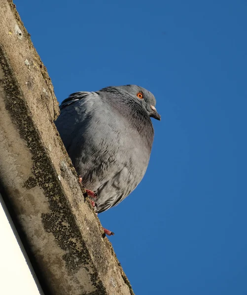 Carneau pigeon Stock Photos, Royalty Free Carneau pigeon Images ...