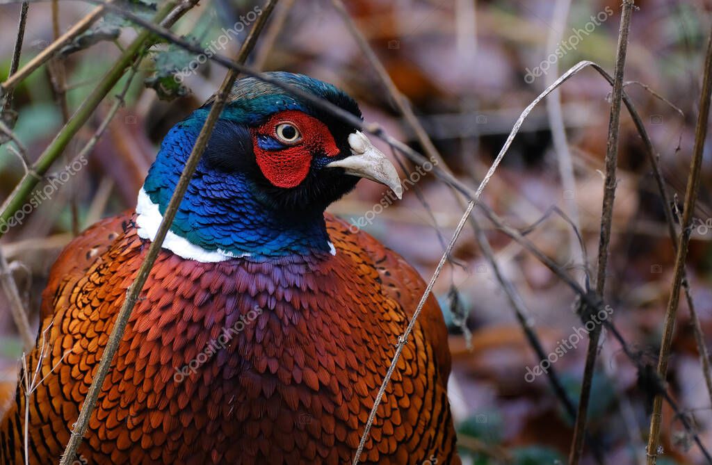 Los faisanes son aves de varios géneros dentro de la familia ...