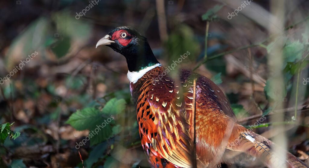 Los faisanes son aves de varios géneros dentro de la familia ...