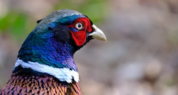Ringneck pheasant Stock Photos, Royalty Free Ringneck pheasant Images ...