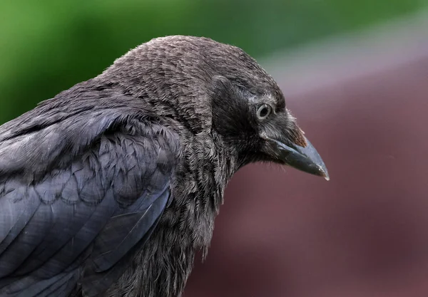 Bec corbeau gris images libres de droit, photos de Bec corbeau gris ...