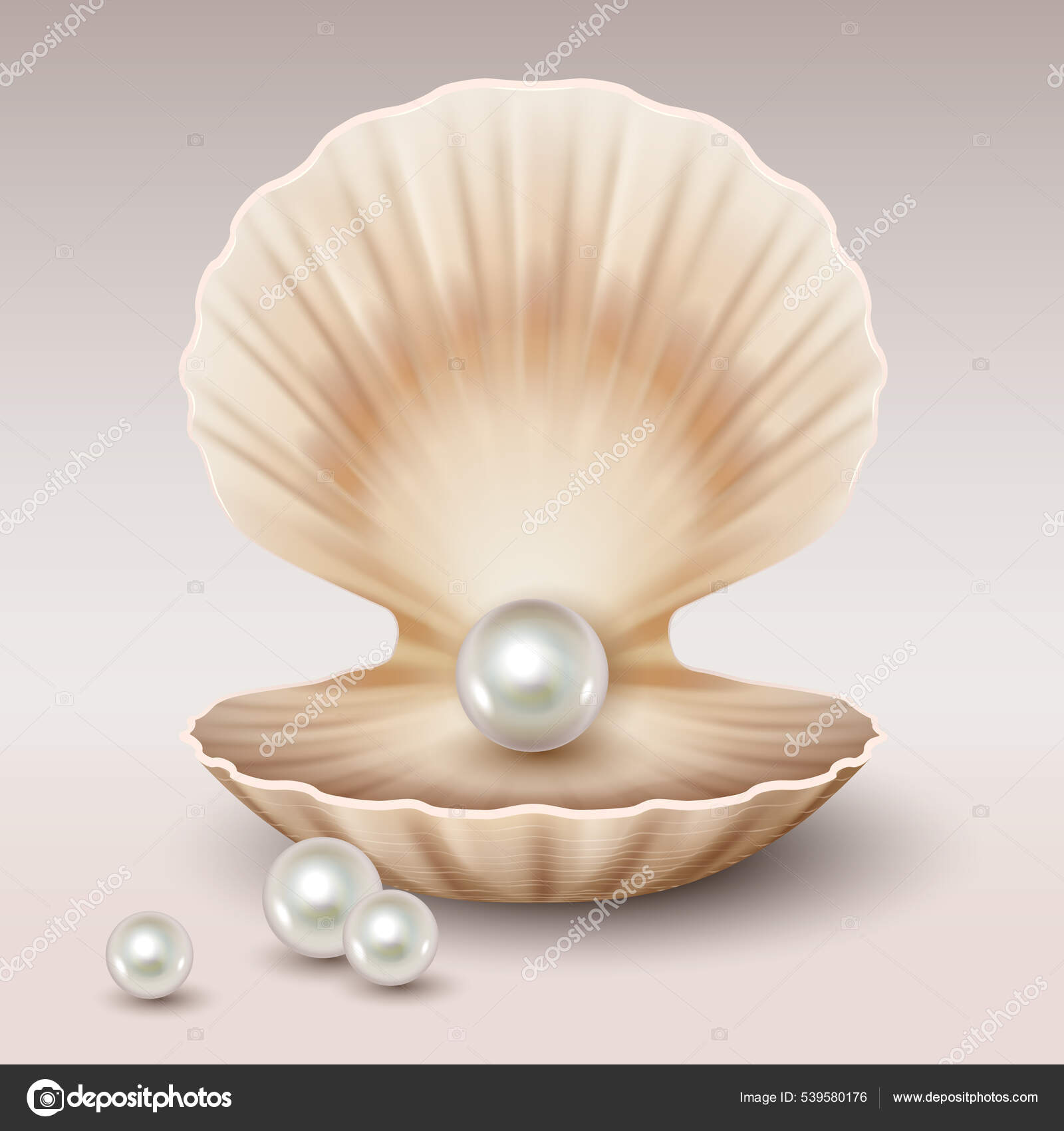 Open Shell Illustration