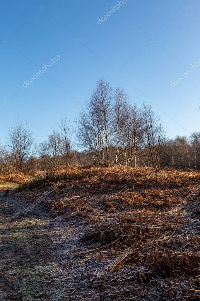 Bracken y árboles desnudos en Chailey Common 2023