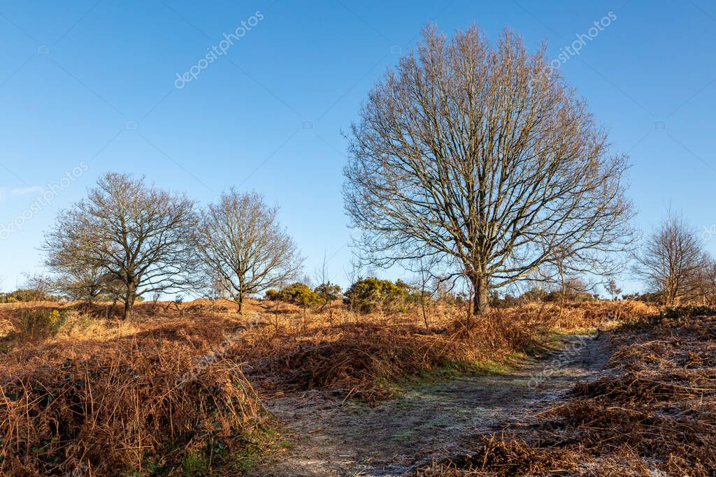 Árboles desnudos y Bracken en Chailey Common, en una soleada mañana de ...