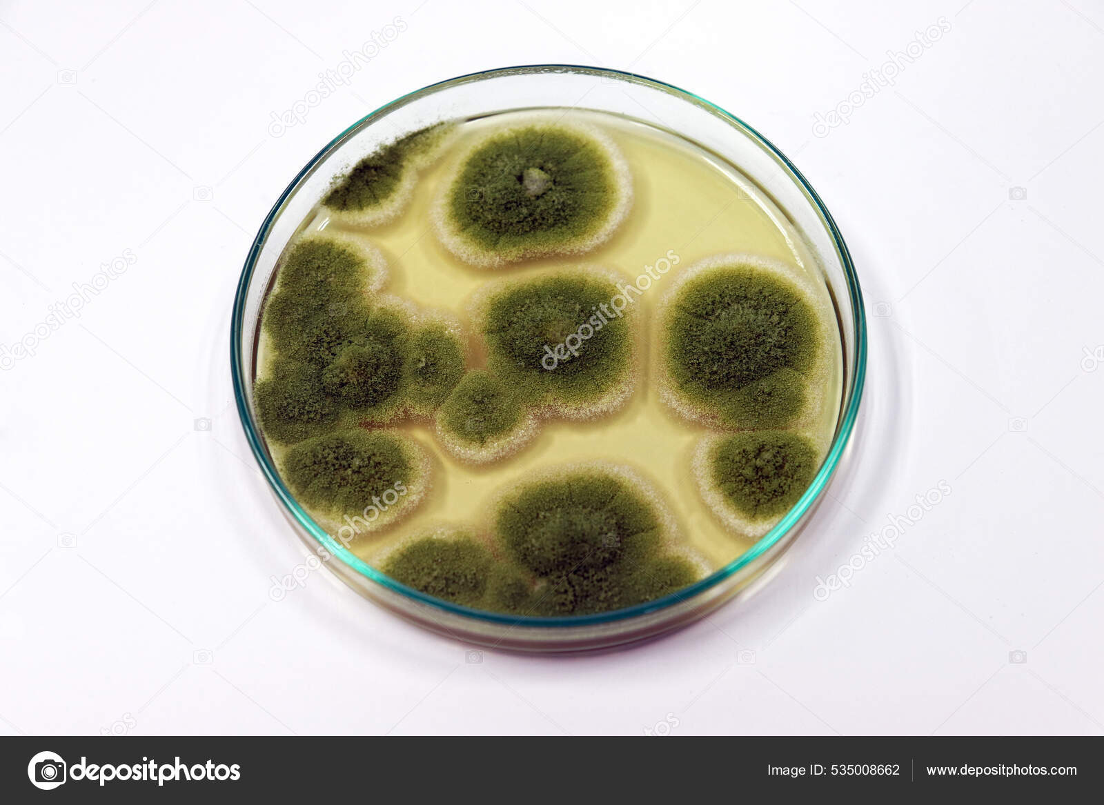 Penicillium Plate