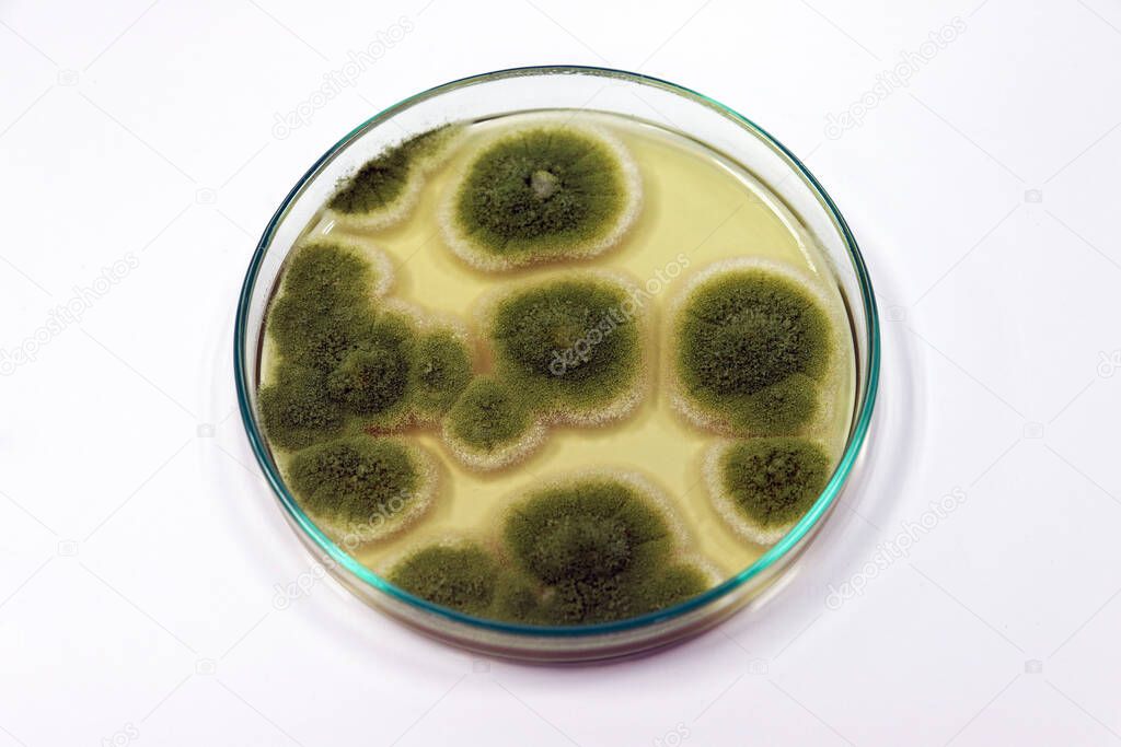 Penicillium expansum crece en medios de Agar Extracto de Malta con uso de placas Petri para ...