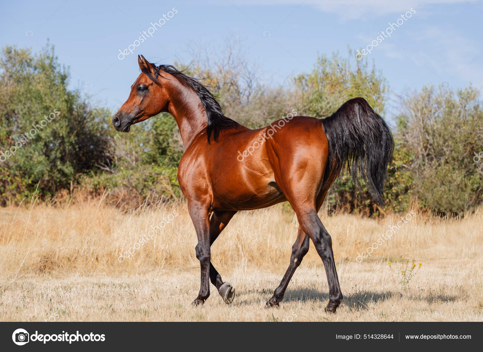 Bay Arabian Stallion