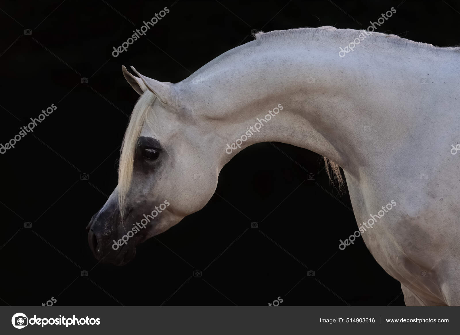 White Arabian Horse Head