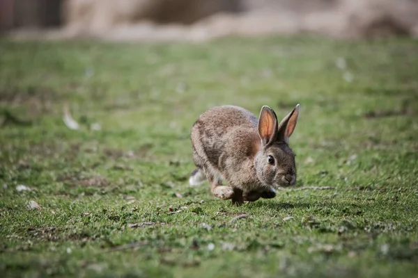 Wild european rabbit (Oryctolagus cuniculus) scared and running away in ...