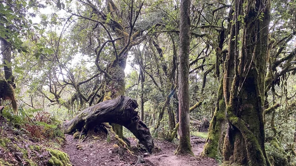 Mau forest Stock Photos, Royalty Free Mau forest Images | Depositphotos