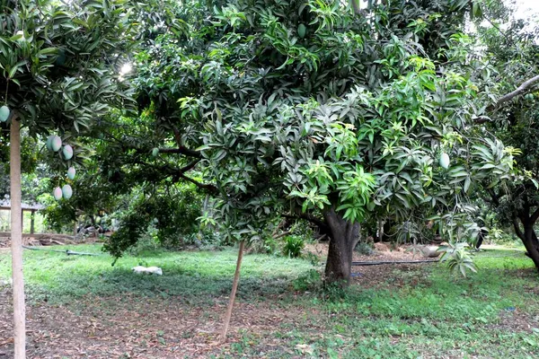 Mango tree landscap Stock Photos, Royalty Free Mango tree landscap ...