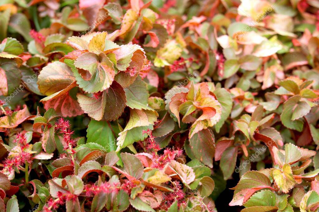 Retrato de acalypha Planta con flores 2024