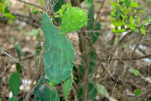 Planta de nopal fotos de stock, imágenes de Planta de nopal sin ...