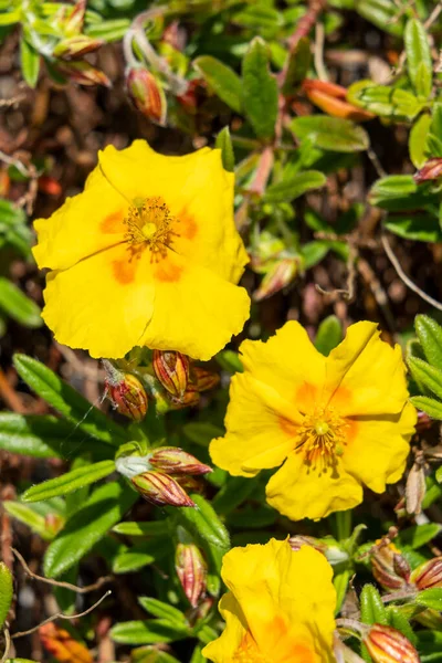 Rockrose de olhos castanhos fotos de stock, imágenes de Rockrose de ...
