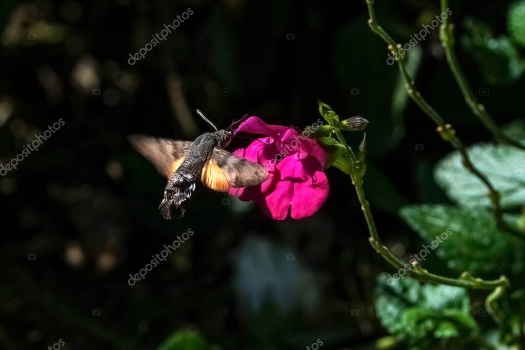 Colibrí halcón polilla (Macroglossum stellatarum) que es un insecto ...