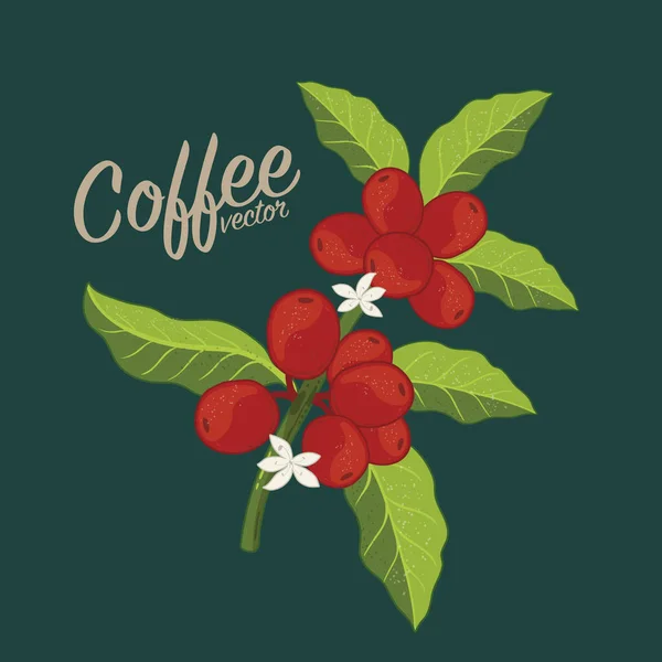 10,793,817 Planta de café Vector Images | Depositphotos