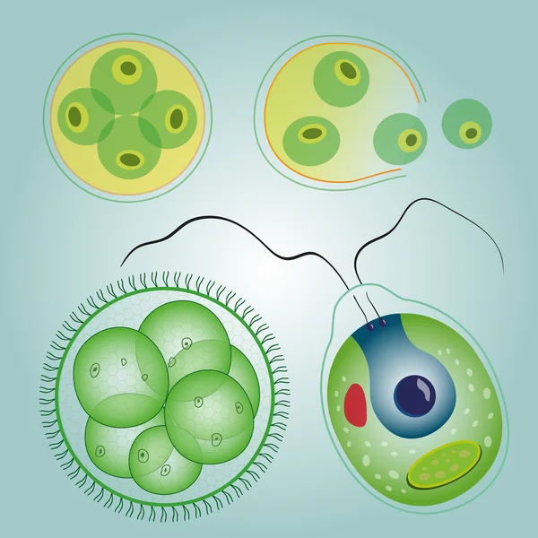 Volvox Vector Art Stock Images | Depositphotos