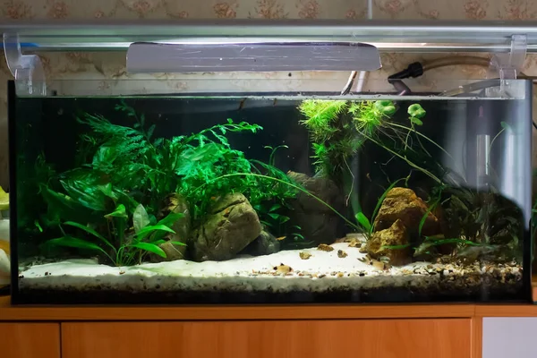 Small aquarium tank Stock Photos, Royalty Free Small aquarium tank ...