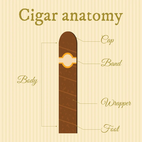 100 Cigar anatomy Vector Images, Cigar anatomy Illustrations ...