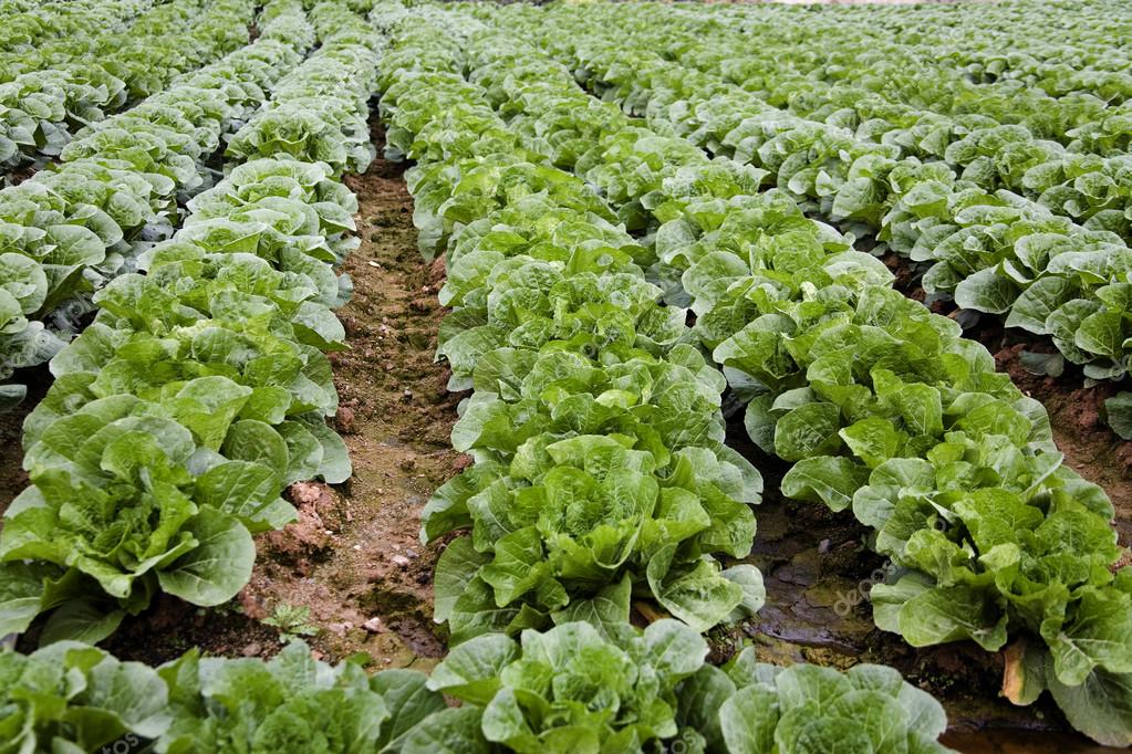 Korea cabbage field in rural landscape — Stock Photo © im_source #48487583