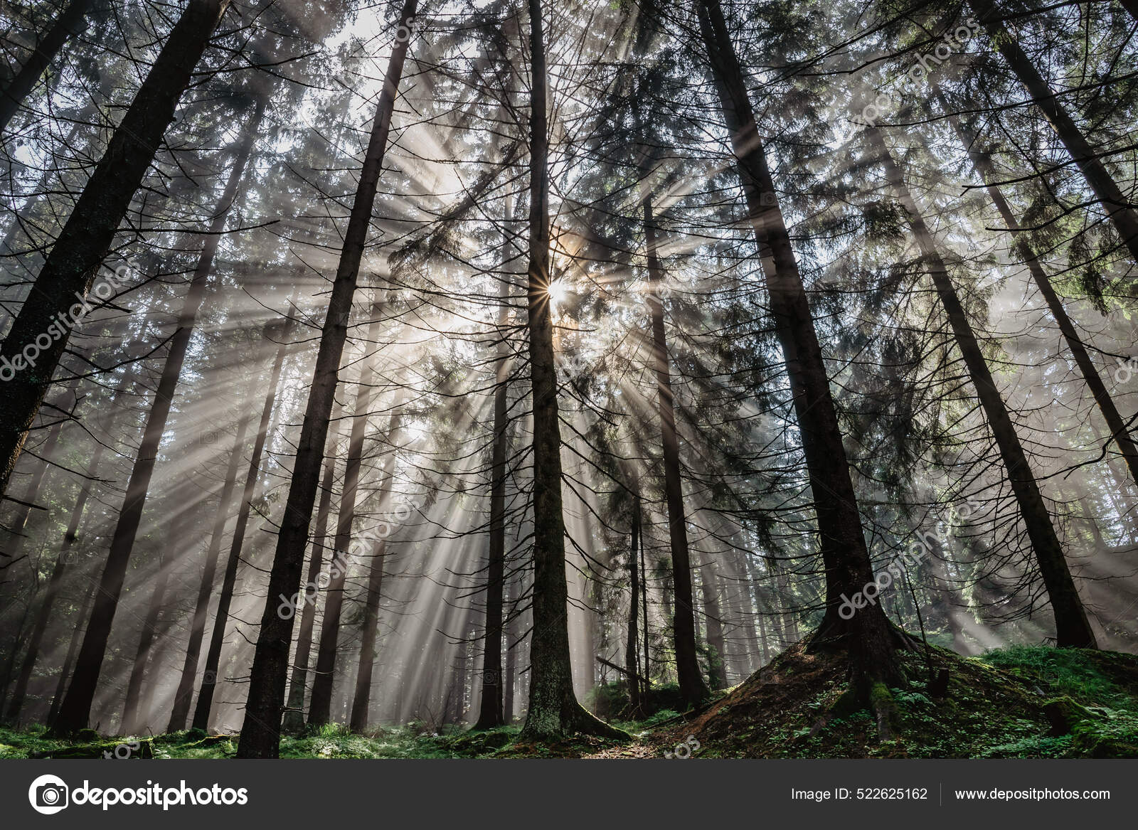 Panorama Czech Beautiful Misty Forest Magical Sun Light Scenic View ...