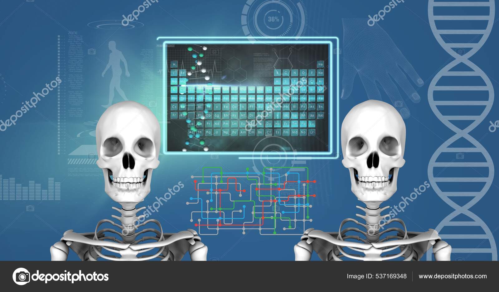 Two Human Skeleton Models Digital Interface Medical Data Processing ...