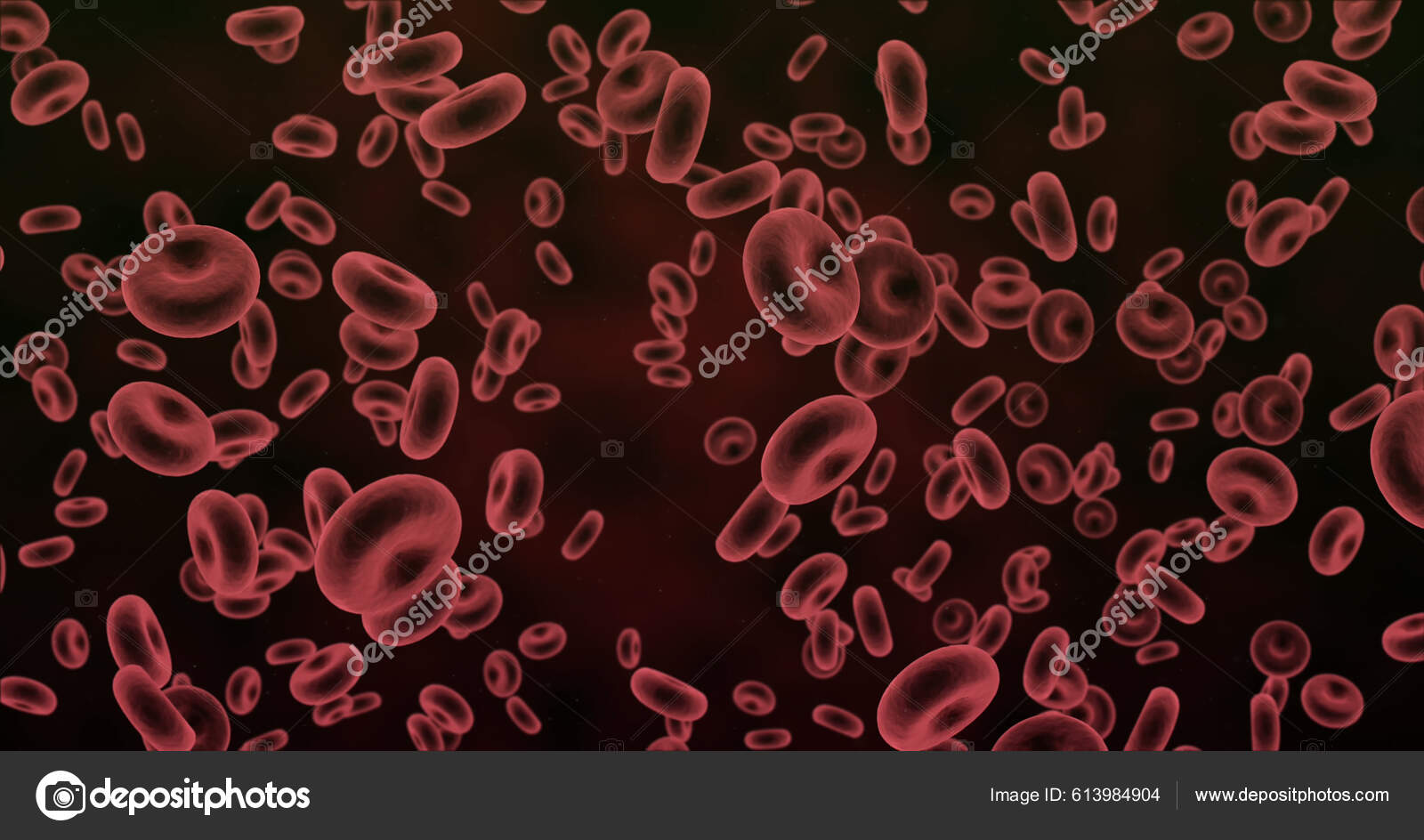 Red Blood Cell Microscope Magnification
