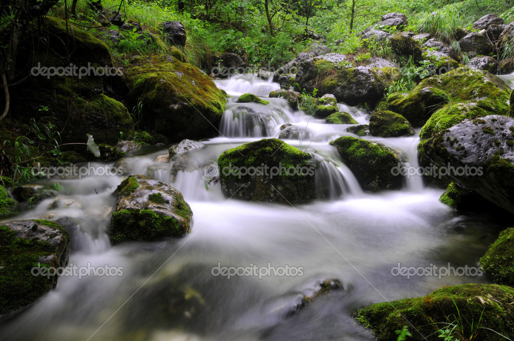 Wet forest Stock Photo by ©catafratto 50200423