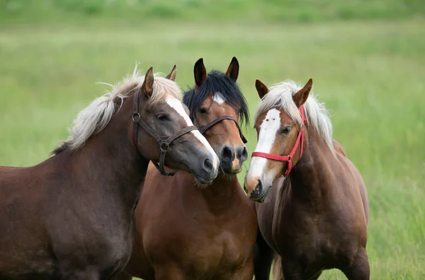 Real horses Stock Photos, Royalty Free Real horses Images | Depositphotos