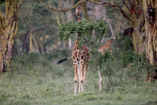 Giraffe eating tree Stock Photos, Royalty Free Giraffe eating tree ...
