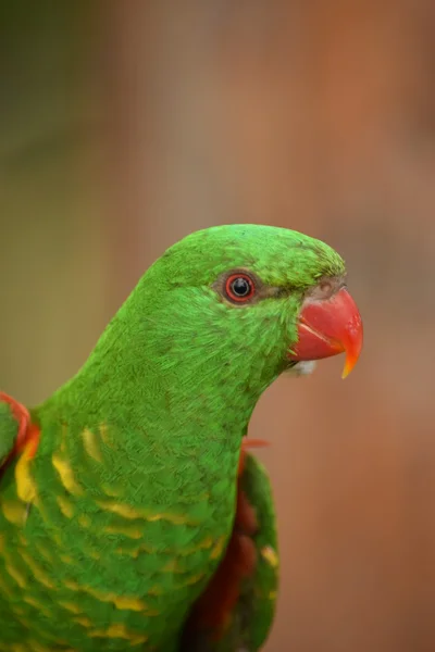 Indian parrot Stock Photos, Royalty Free Indian parrot Images ...