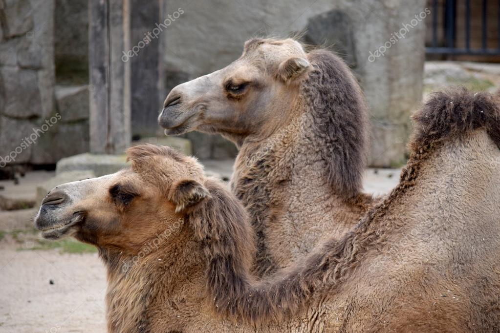 Camel. — Stock Photo © nm737 #51269803
