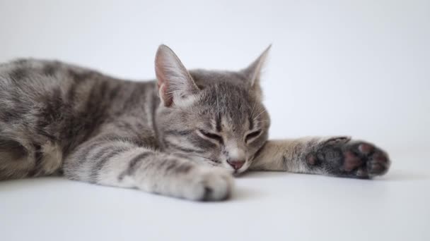 903,318 Mignone Videos, Royalty-free Stock Mignone Footage | Depositphotos