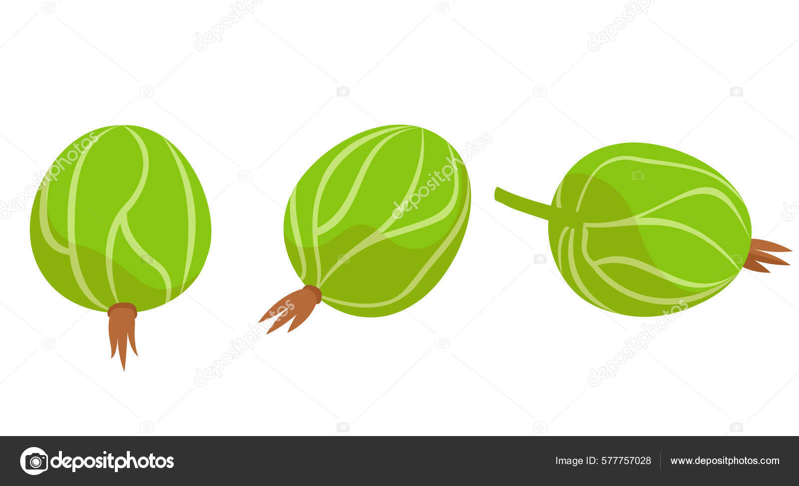 Gooseberry Different Angles Berry Cartoon Style Stock Vector by ©PavKon ...