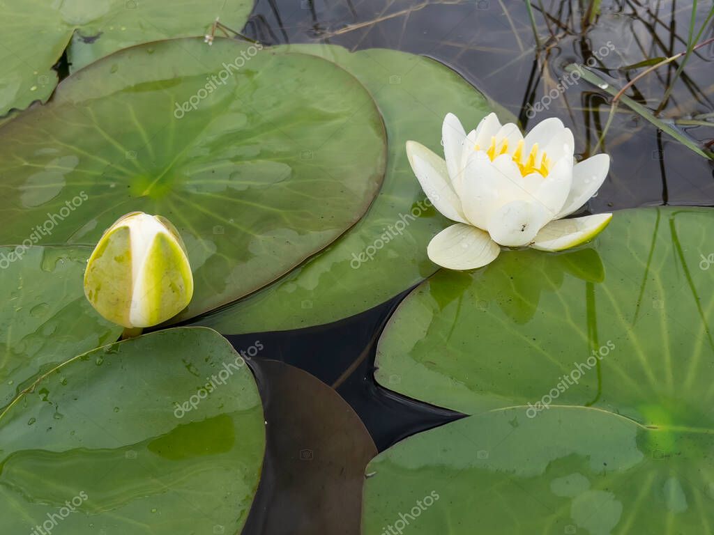 Flor de loto es una planta acuática que se extiende desde la selva ...