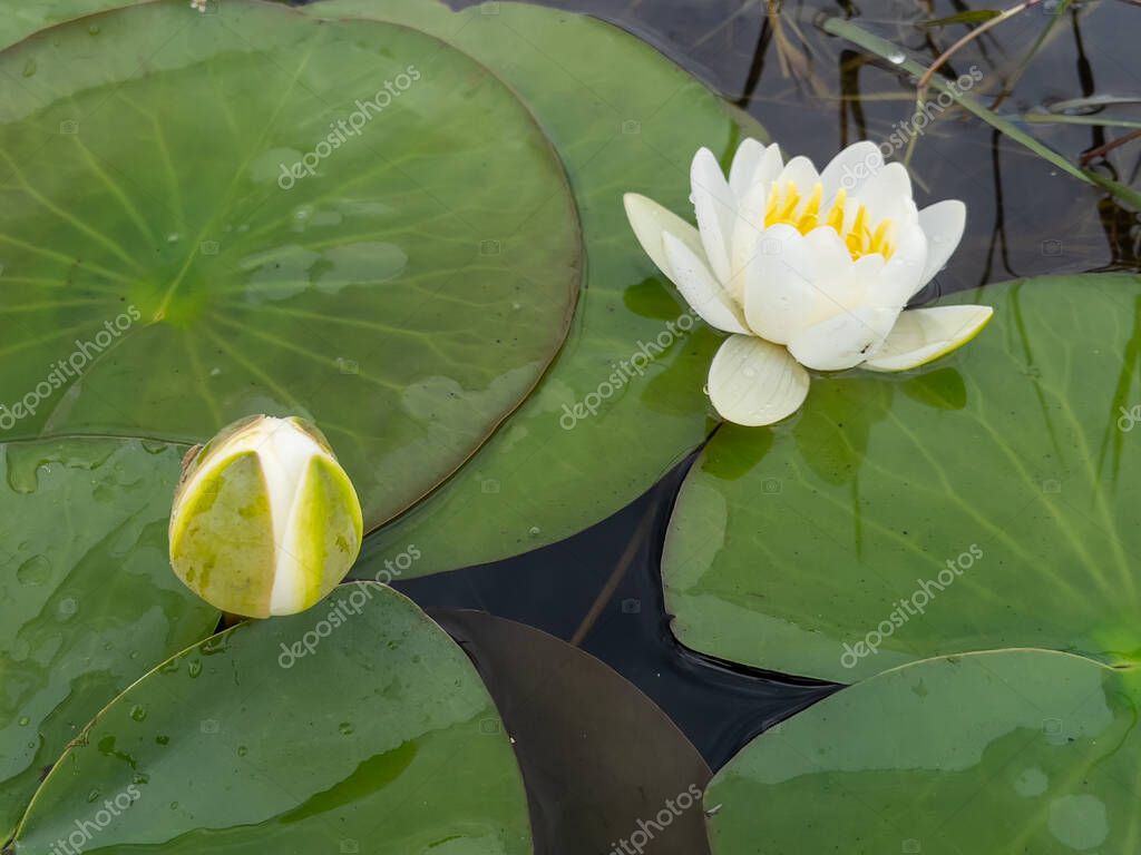 Flor de loto es una planta acuática que se extiende desde la selva ...