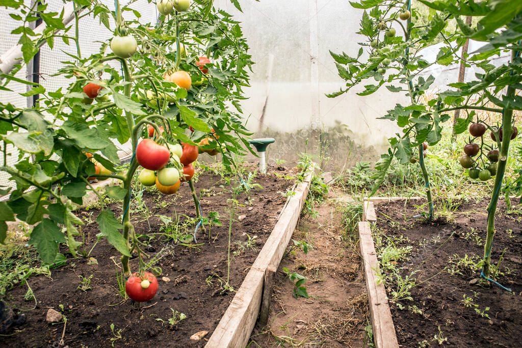 Herramienta repelente de lunares con energía solar en invernadero ...