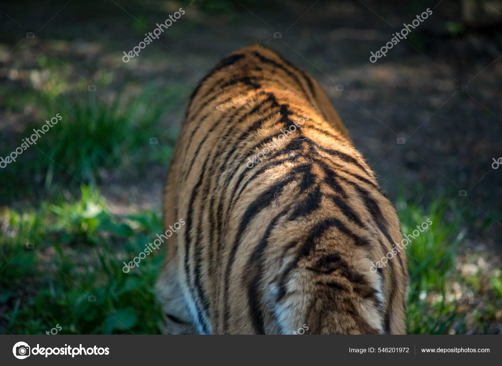 Bengal Tiger Bengal Tiger Population Largest National Animal State ...