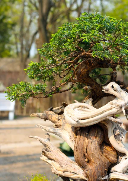 Oldest bonsai tree Stock Photos, Royalty Free Oldest bonsai tree Images ...