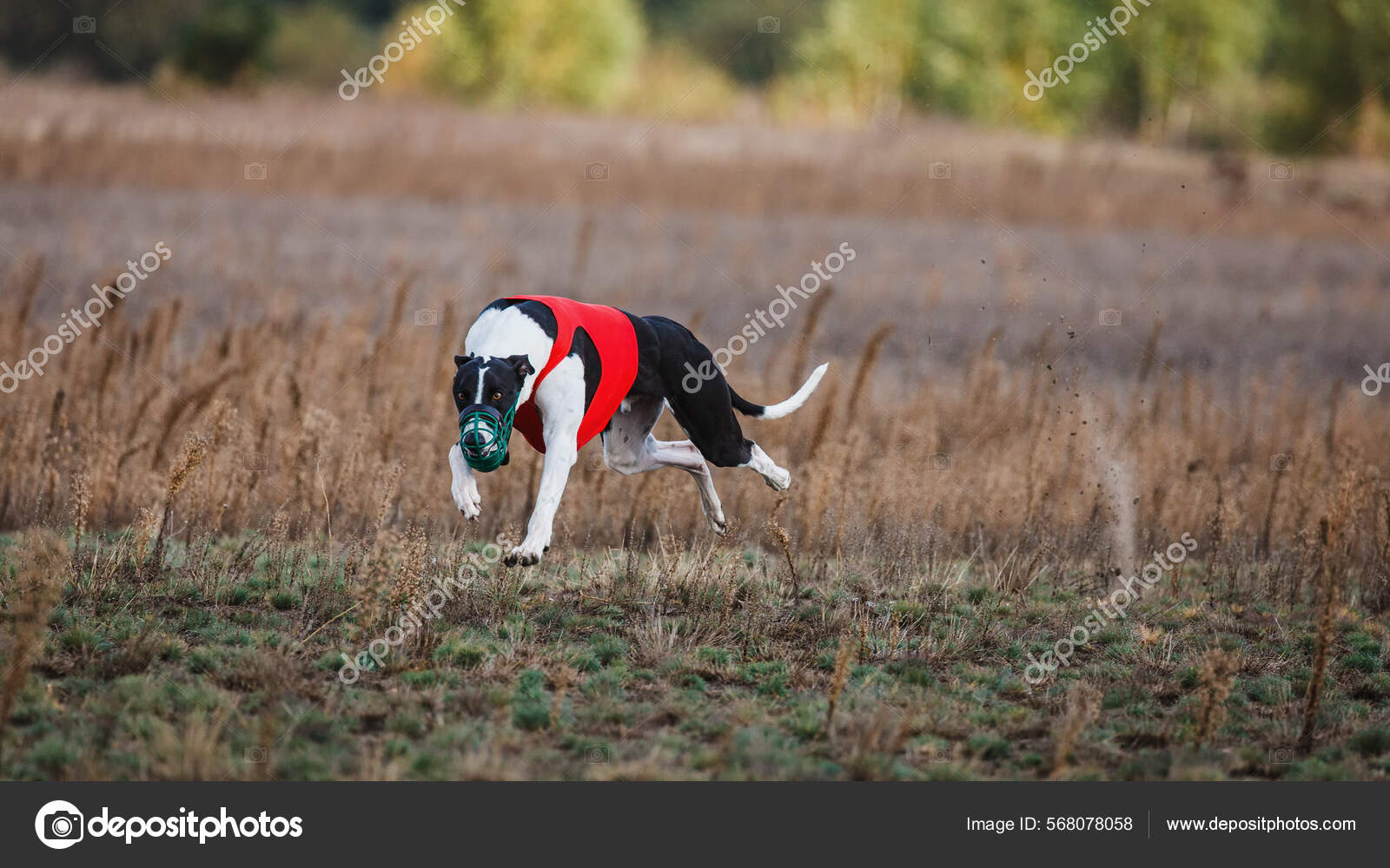 Race Greyhound Field Coursing Competition Sunny Day Stock Photo by ...