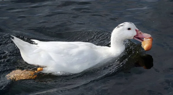 Duck scream Stock Photos, Royalty Free Duck scream Images | Depositphotos